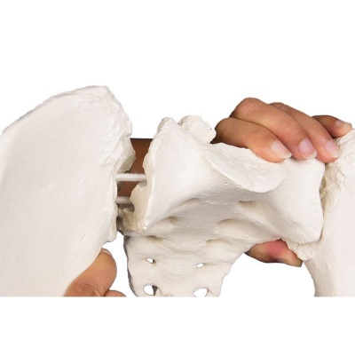 Genital & Pelvic Models | Health and Care